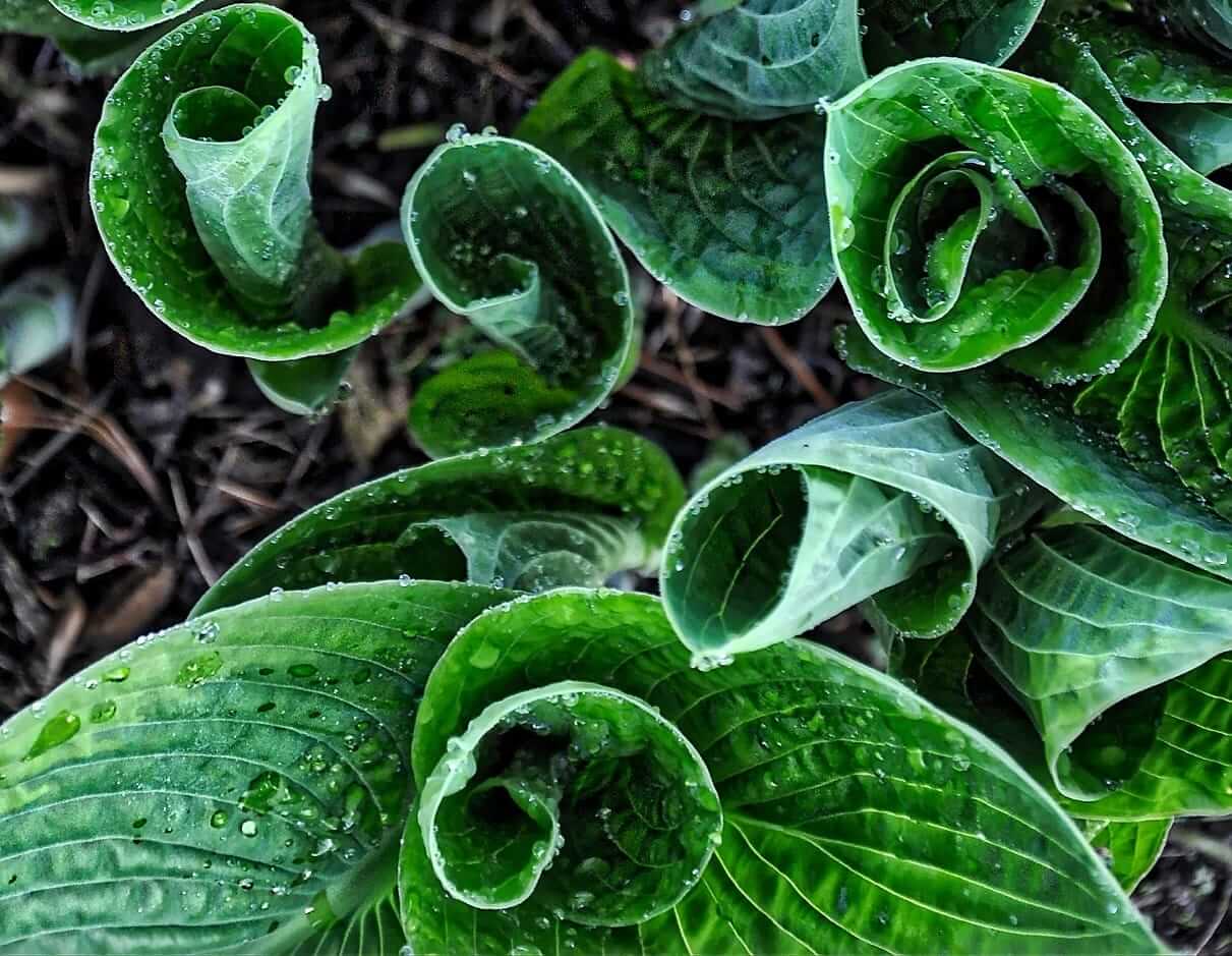 Doff Portland - Cavendish